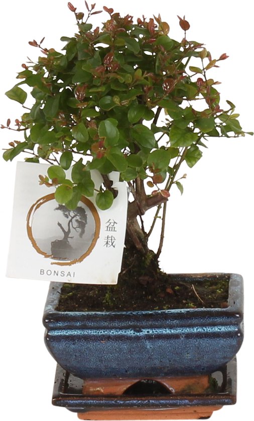 Bonsai van Botanicly – Sageretia Bonsai – Hoogte: 20 cm | bol