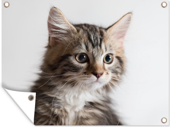 Tuin decoratie Portret van een jonge Cyperse kitten tegen een witte ...