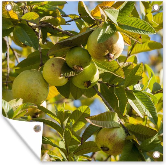 Tuindoek Een guave boom in volle glorie in het zonnige Californië ...