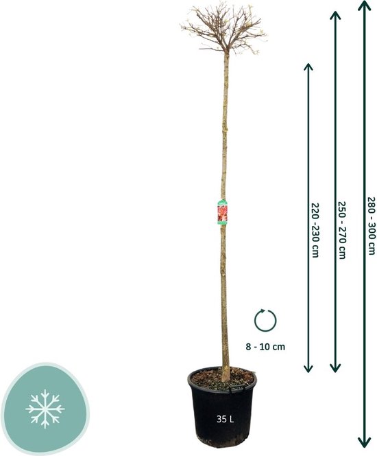 Moeraseik 'Green Dwarf' | bol