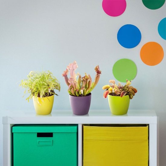 Swampworld Vleesetende Planten Set + Boek, Watermeters & Gekleurde ...