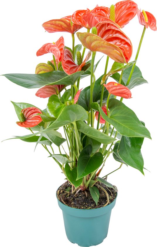Anthurium 'Aristo' Oranje – Flamingoplant - Kamerplant - Onderhoudsvriendelijk - ⌀12... | bol