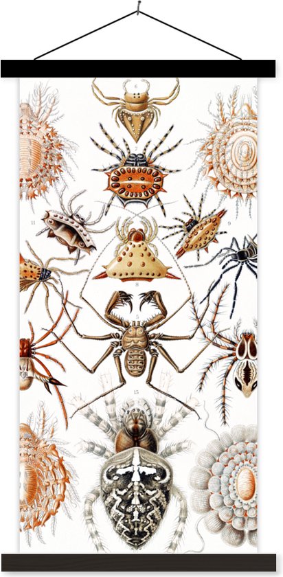 Affiche Scolaire - Insectes - Porte Affiche avec Affiche - Araignée ...