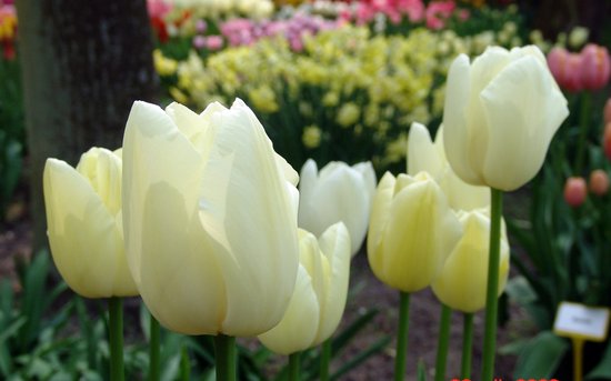 Tulp Maureen | bol.com