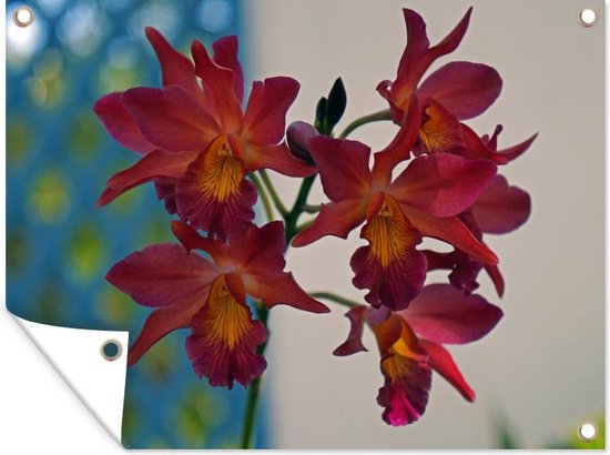 Tuin decoratie Rode orchidee huiselijke achtergrond - 40x30 cm ...
