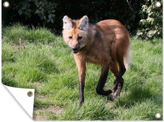 Tuin decoratie Een Manenwolf loopt door het groene gras - 40x30 cm - Tuindoek | bol.com