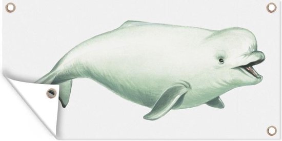 Wanddecoratie buiten Illustratie van een witte dolfijn tegen een lichte ...