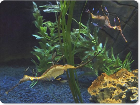 Muismat Zeedraak - Zeedraken zwemmen tussen de waterplanten muismat ...