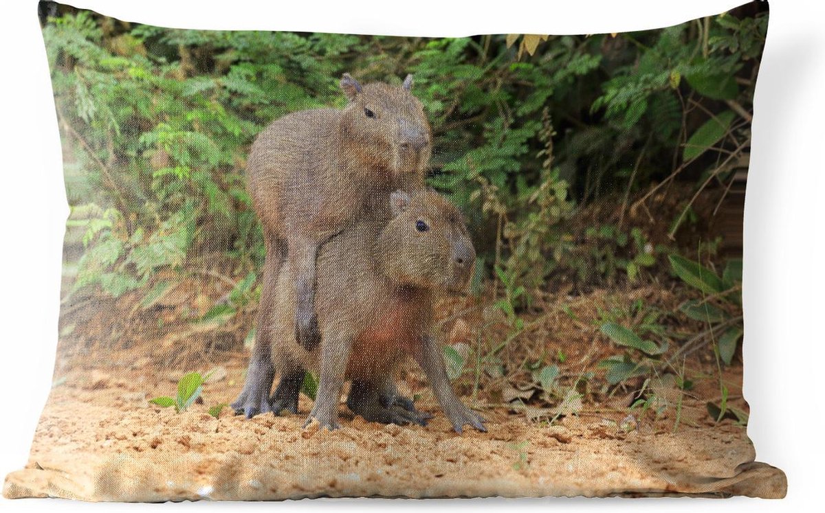 Sierkussen Capibara voor buiten - Twee Capibara jongen spelen met ...