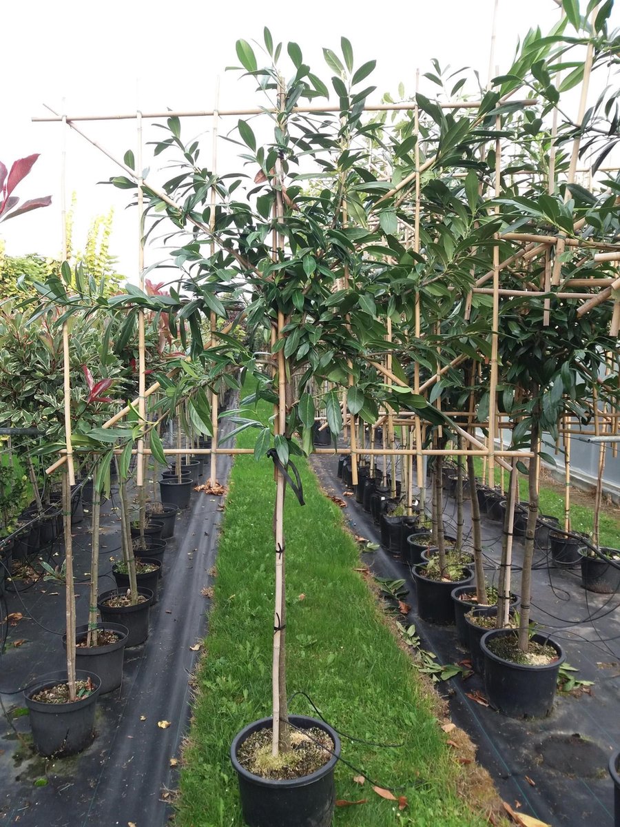 Laurier als leiboom | Prunus laurocerasus Elly | Stamomtrek: 6-8 cm ...
