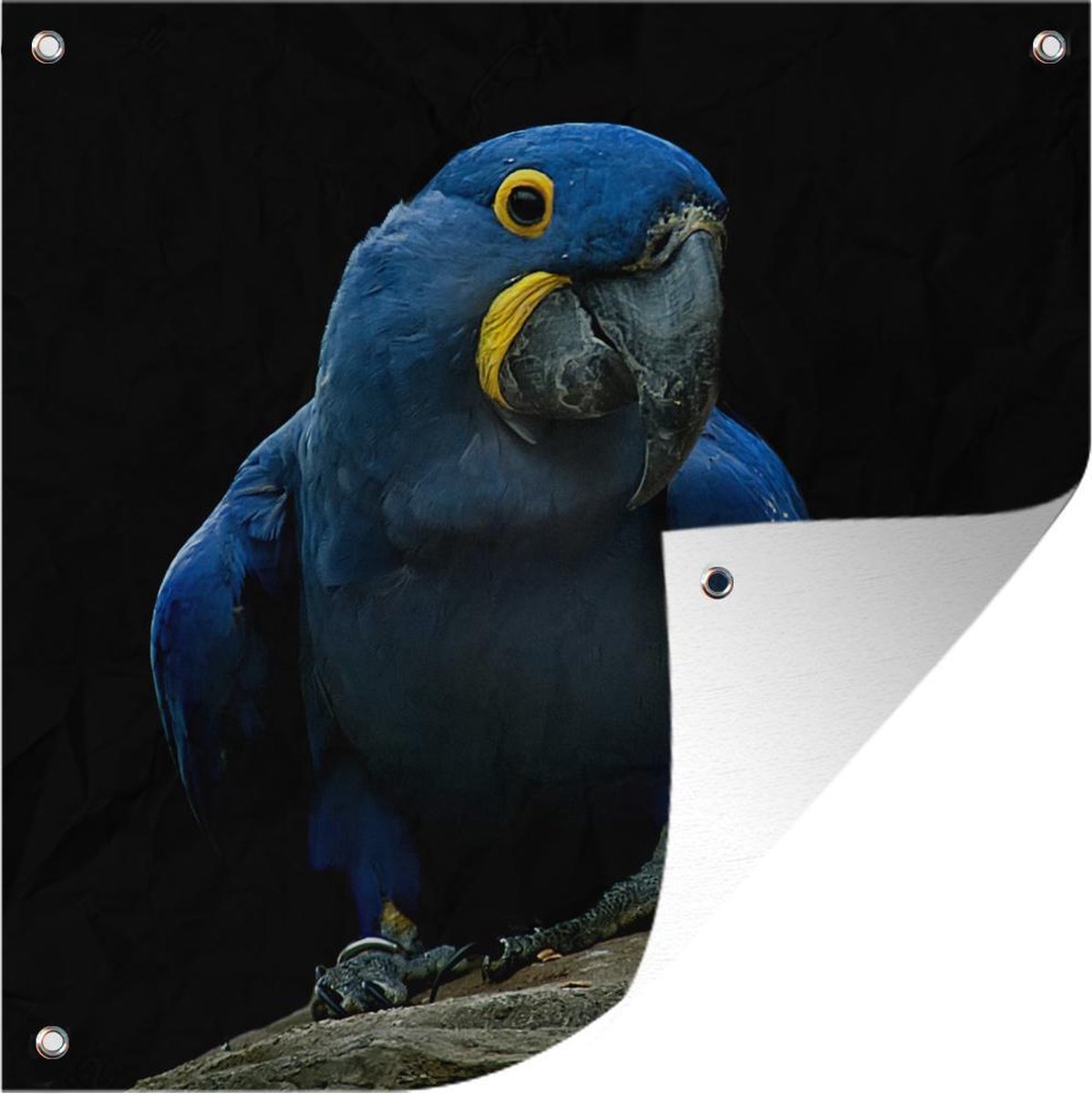 Affiche de jardin Ara jacinthe sur une souche sur fond noir 100x100 cm ...