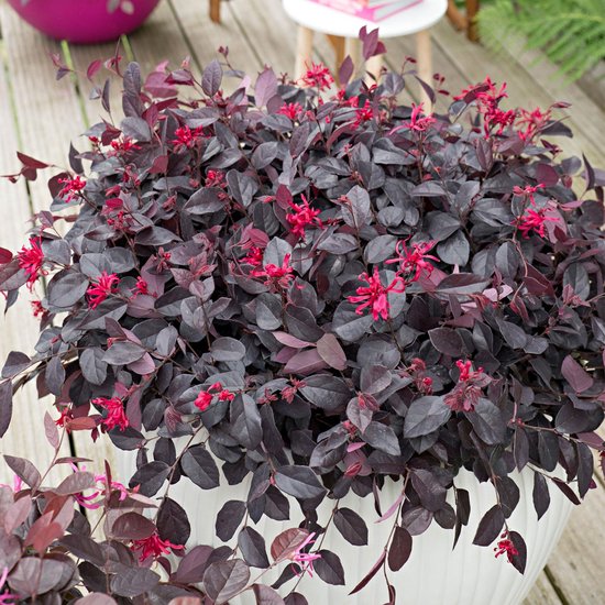 Loropetalum Chinense 'Ever Red' - Chinese Franjeboom rood - ↑ 20-25cm ...