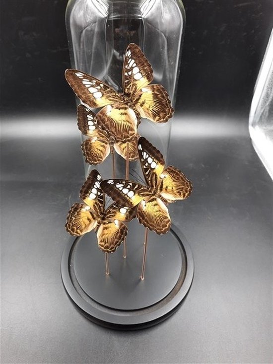 Stolp met Moduza lymire (4) | bol