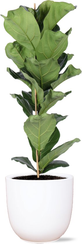 Plantenboetiek.nl | Ficus Lyrata in Boule WIT pot - Ø21cm - 90cm hoog - Kamerplant -... | bol
