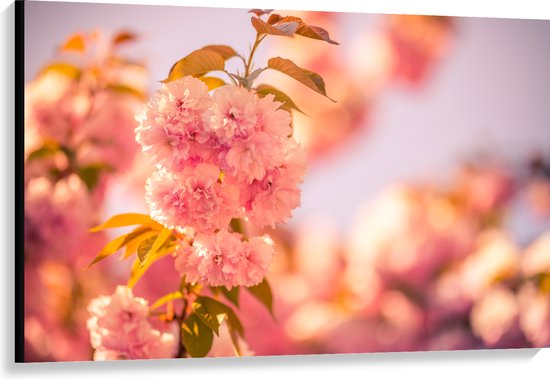 Canvas - Bloeiende Roze Bloesem Bloemen op Mooie Lentedag - 120x80 cm ...