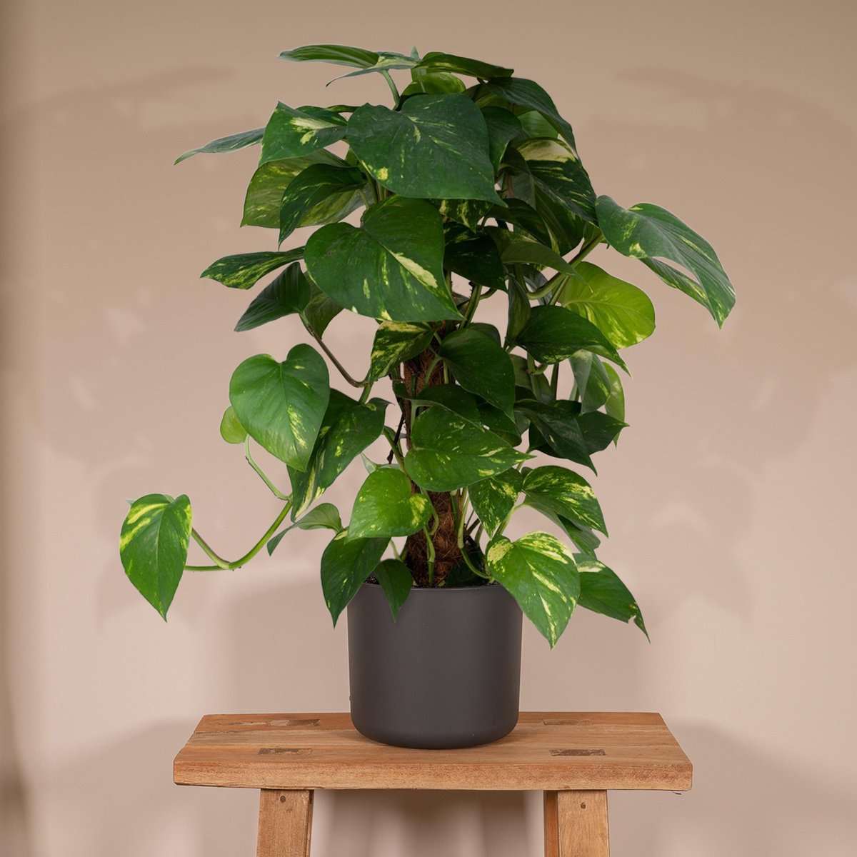 Epipremnum Aureum Mosstok - 60cm | bol.com