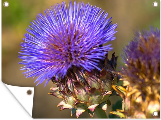 Tuin decoratie Een donkerblauwe kardoen in Assen - 40x30 cm - Tuindoek ...