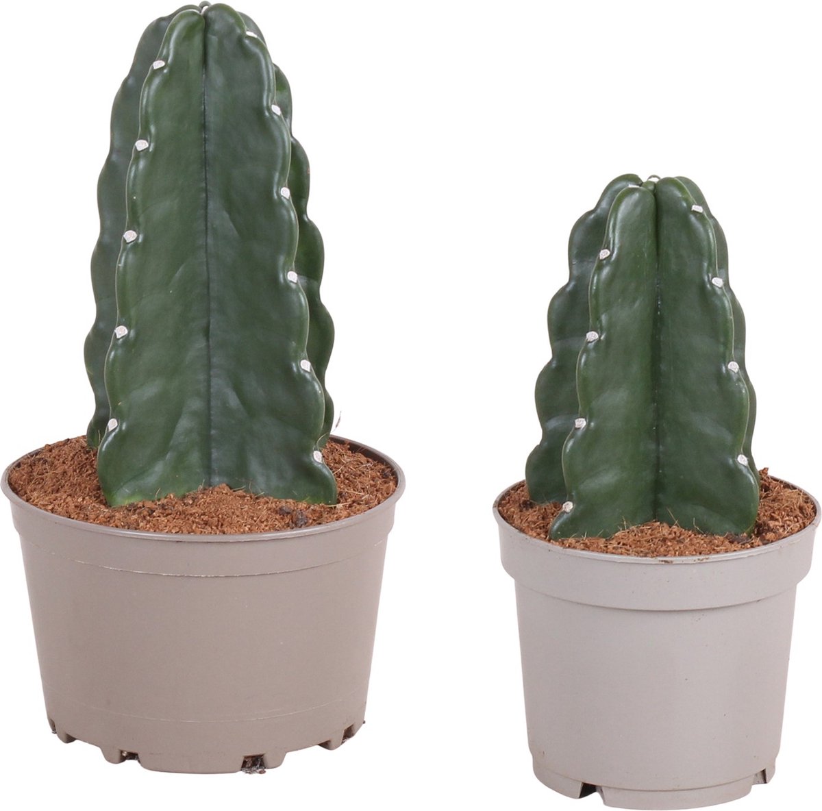 Plant in a Box - Cereus jamacaru - Mix van 2 - "Cuddly" cactus - Cactus ...