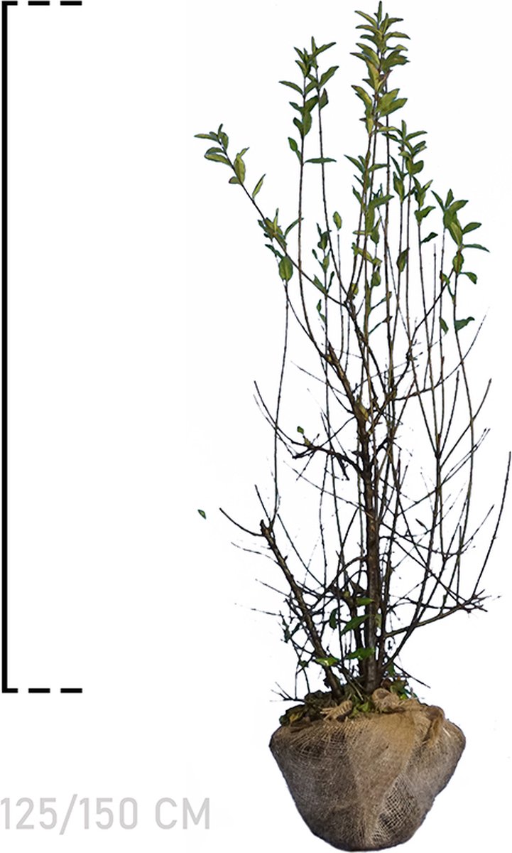 10 stuks | Gewone Liguster Kluit 125-150 cm - Bladverliezend ...