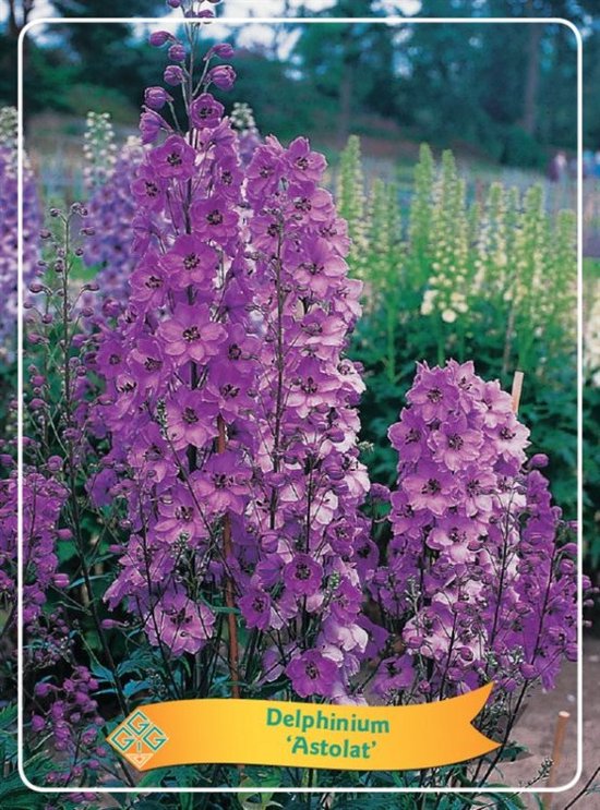 Plants Online - Tuinplanten - Vaste planten - Set van 10 - Delphinium ...