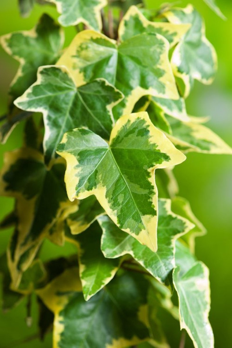 stuks | Hedera helix Goldchild C2 60-80 cm | Latijnse naam: Hedera ...