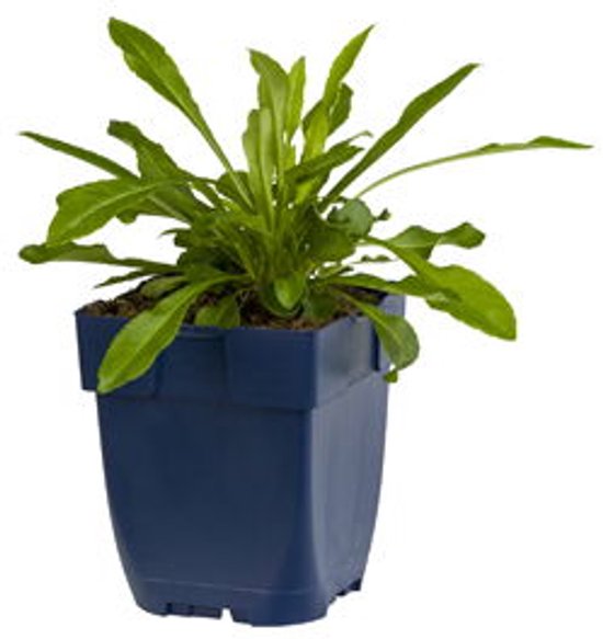 Griffioen - Campanula persicifolia | bol