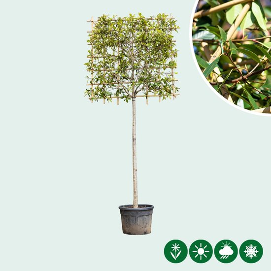 Glansmispel leiboom volgroeid | Photinia fraseri 'Red Robin' 20-25 cm 220 cm|... | bol