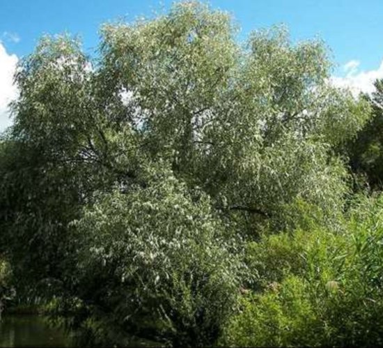 Salix alba - Schietwilg, Knotwilg 18/20 cm stamomtrek - Hoogstam in ...
