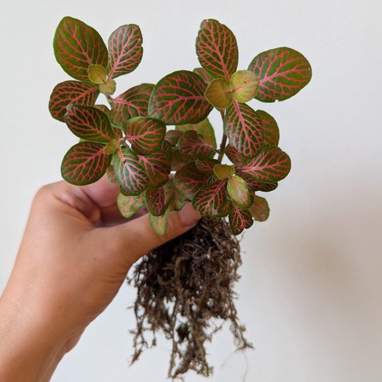 Fittonia Ruby Lime | Fittonia stekje | bol