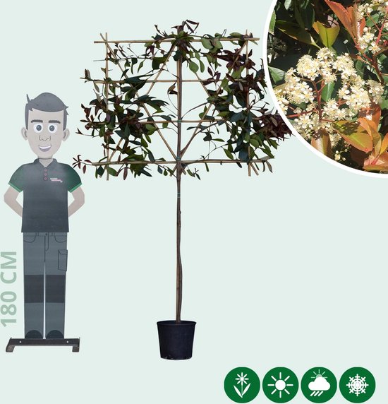 Glansmispel leiboom 120 cm | Photinia fraseri 'Red Robin' 3-6 cm 120 cm| Bomenbezorgd.nl | bol