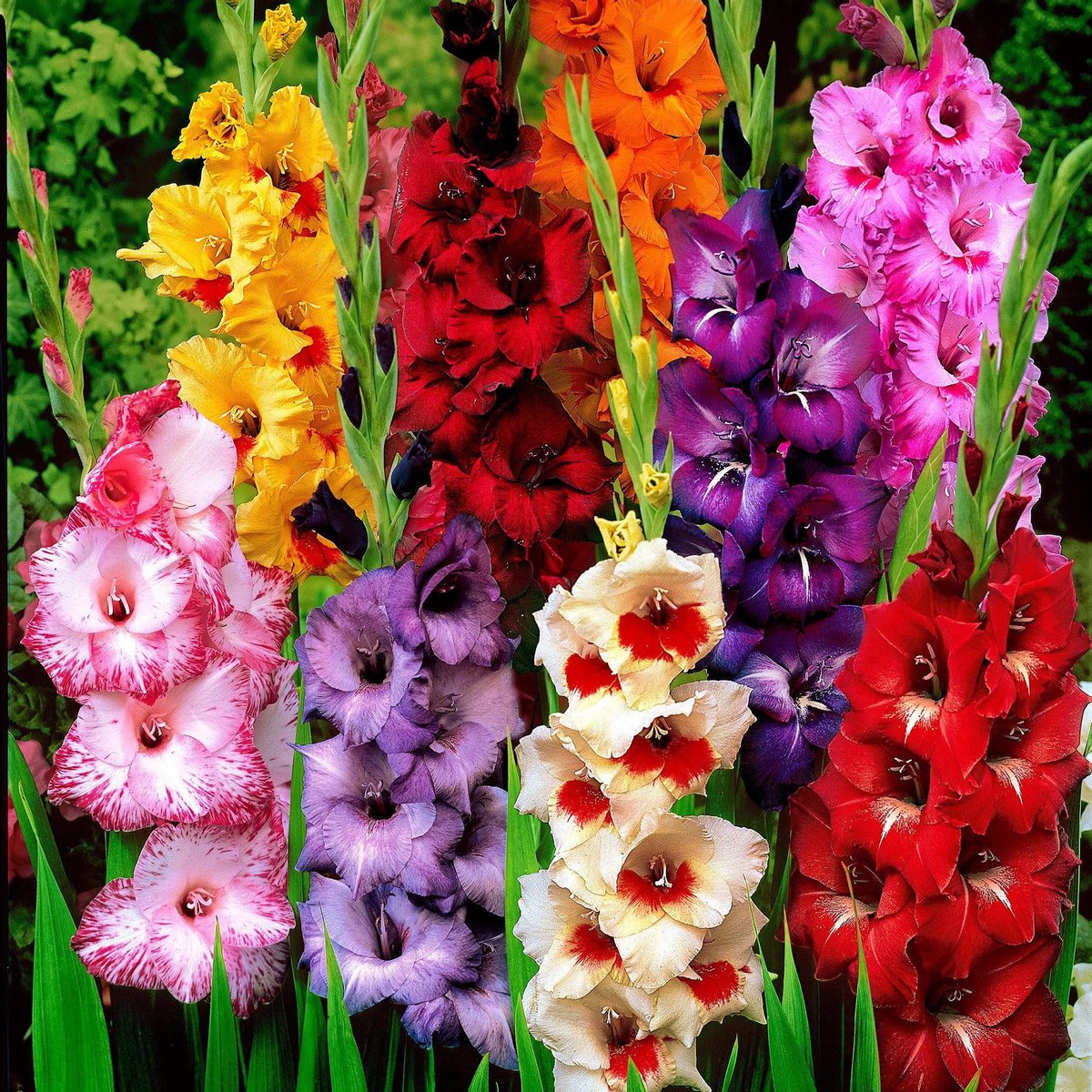25x Gladiolus - Gladiolen grootbloemig - Bloembollen voor tuin en ...
