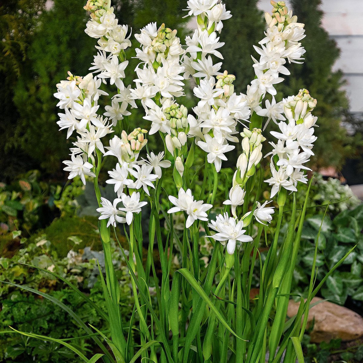 5x Polianthes tuberosa „The Pearl” - Tuberoos wit - Zomerbloeiers ...