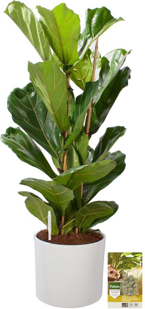 Pokon Powerplanten Ficus Lyrata 100 cm ↕ - Kamerplanten - in Pot (Mica Era, Wit) -... | bol.com