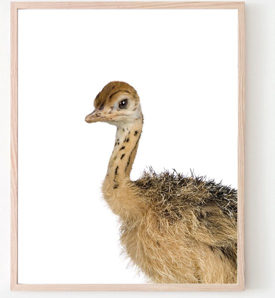 Poster Jungle / Safari Baby Struisvogel - 70x50cm - Baby / Kinderkamer ...