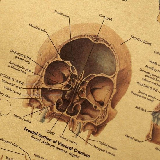 Poster Schedel - Kwalitatieve Schedel / Hoofd Poster - Menselijk ...