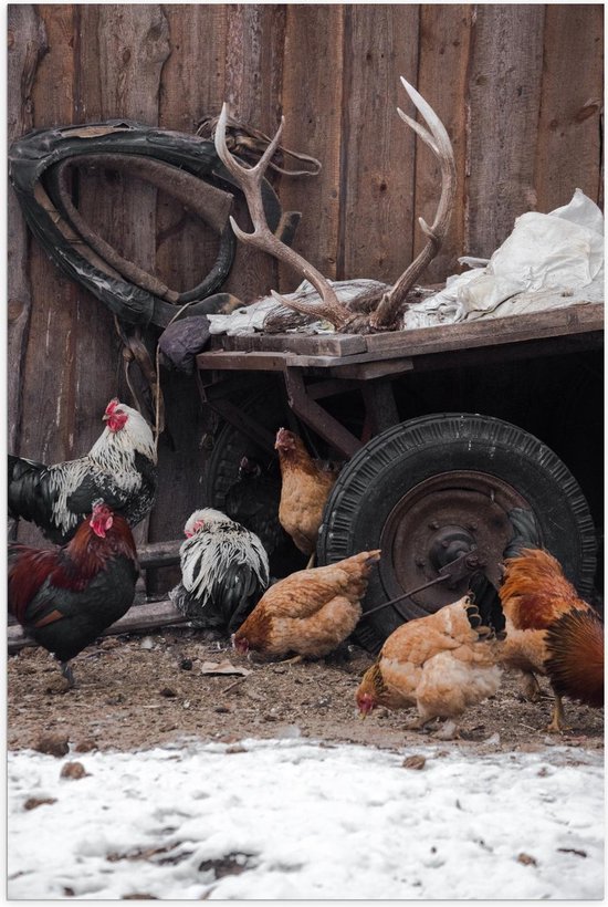 Poster – Kippen en Hanen bij Kar - 100x150cm Foto op Posterpapier | bol