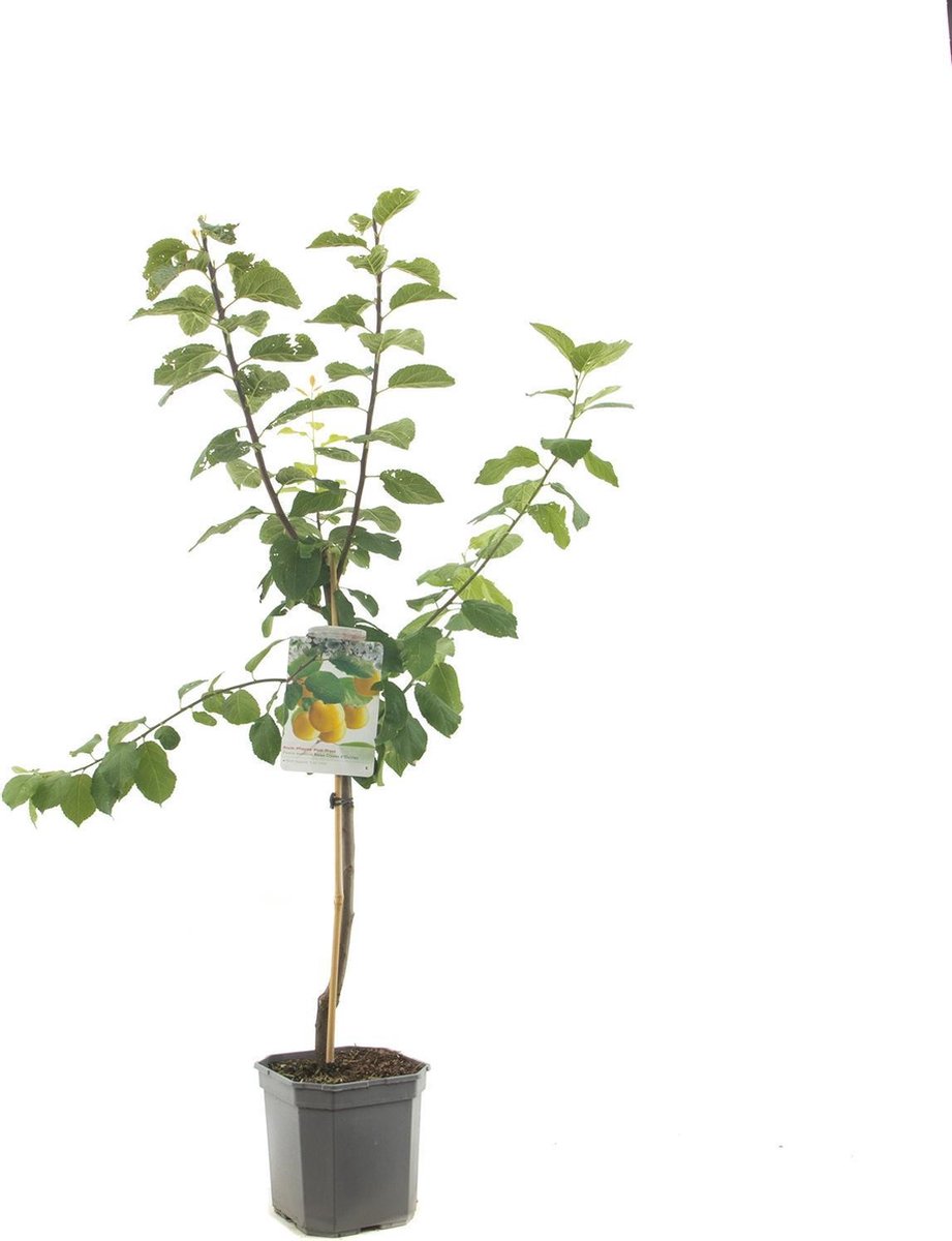 Pruimenboom - Prunus domestica Reine Claude d'Oullins - Gele pruim ...