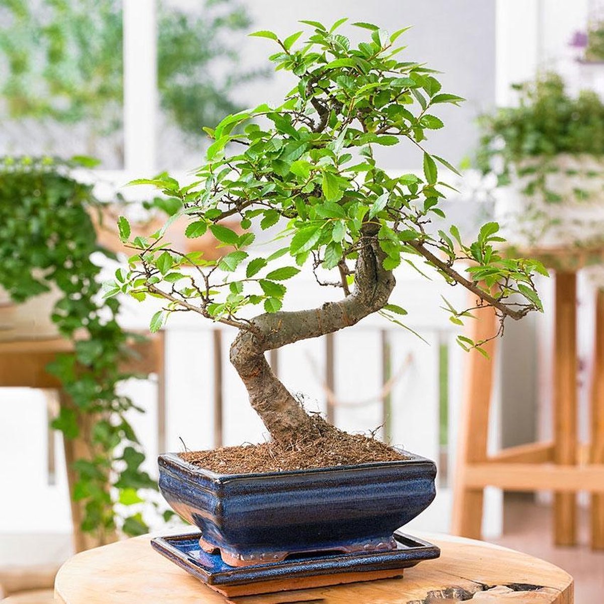 bol.com | Bonsaiworld Bonsai Boompje S vormig - 8 jaar oud - Hoogte 25 ...