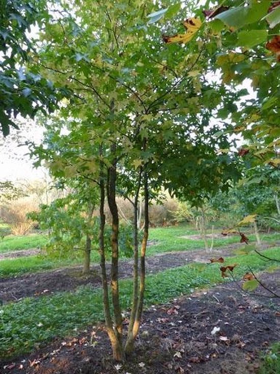 Amberboom - Liquidambar styraciflua | Hoogte: 200 - 250 cm | bol