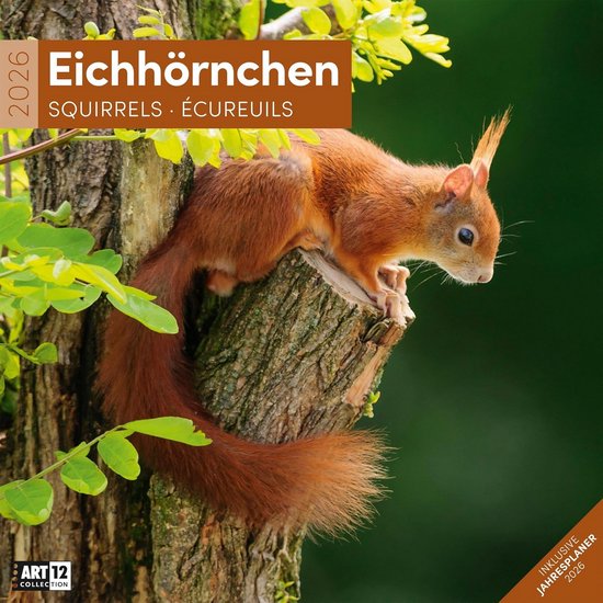 Wandkalender 2026 Eekhoorns - Maandkalender Notities - 30x30 cm | bol