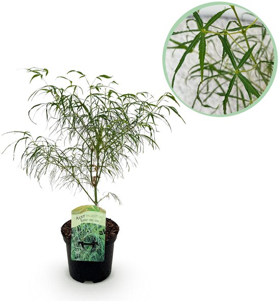 Tuinplantenshop.com | Terrasplant - Japanse Esdoorn - Acer palmatum ...