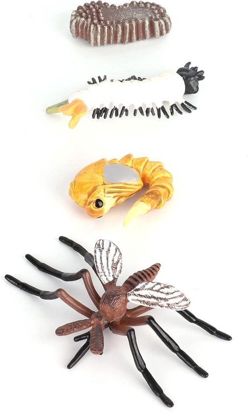 Modèle du cycle de croissance des insectes | Modèle Éducatif pour les ...