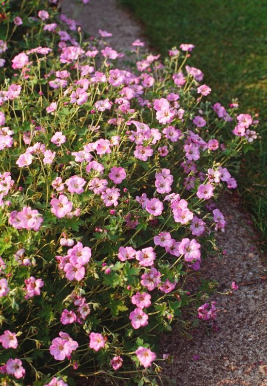 Plants Online - Tuinplanten - Vaste planten - Set van 5 - Geranium ...