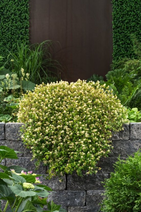 Plants Online - Tuinplanten - Heesters - Set van 1 - Stephanandra ...