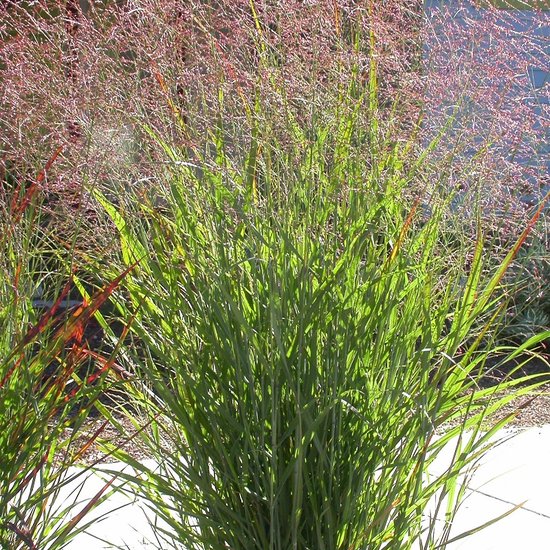 6x Vingergras - Panicum virgatum - Pot 9x9cm | bol