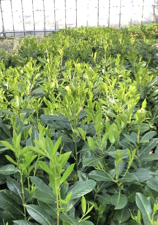 5x Prunus laurocerasus 'Rotundifolia' haie de laurier 60-80cm | bol.com