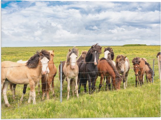 Vlag - Kudde IJslander Paarden in Groene Wei onder Schapenwolken ...