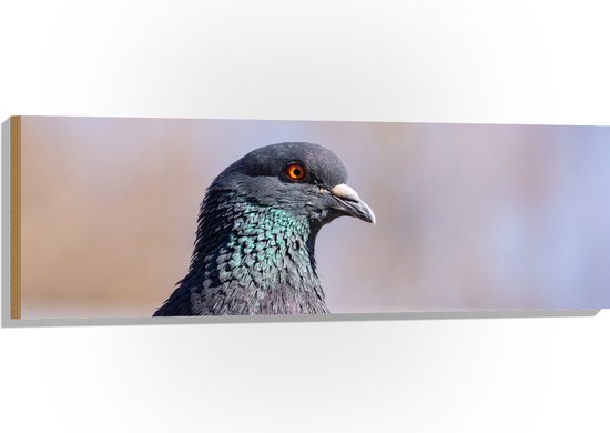 Hout - Kop van Opzijkijkende Stadsduif - 120x40 cm - 9 mm dik - Foto op ...