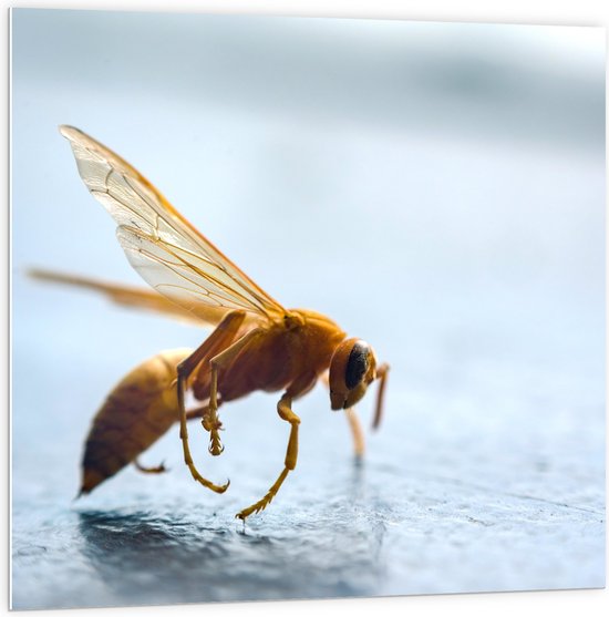 PVC Schuimplaat - Zijaanzicht van Geel Insect met Vleugels - 100x100 cm ...