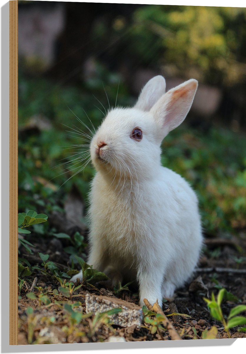Hout - Nieuwsgierig Wit Konijn - 50x75 cm - 9 mm dik - Foto op Hout ...